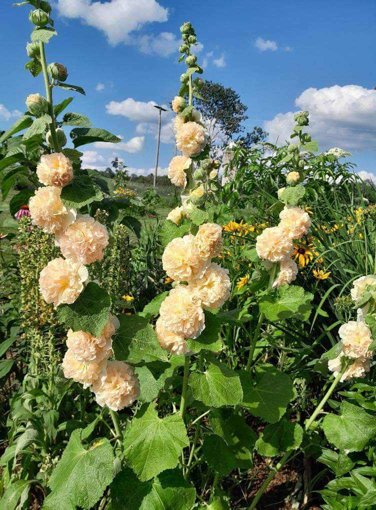 Double Peach Hollyhock | Fiat Homestead