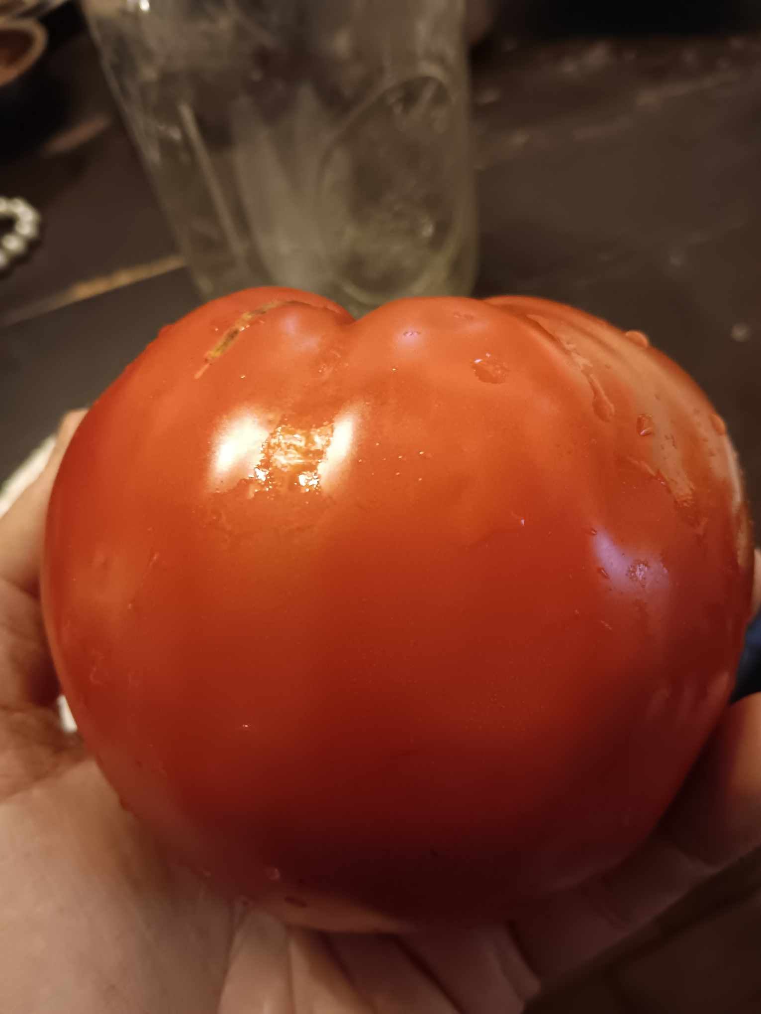 Italian Heirloom Tomato | Fiat Homestead